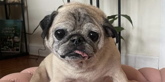 Noodle the pug, known for ‘bones or no bones’ predictions, dies at age 14