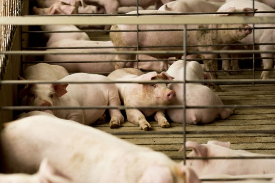 Supreme Court upholds California animal welfare law on pig farms