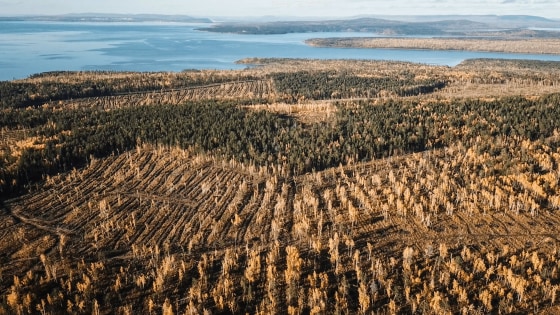 The U.S. put punishing tariffs on Russian plywood after the Ukraine ...