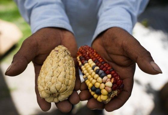 Mexico's heirloom corn strains are resurging amid more demand