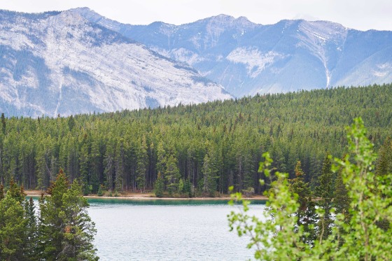 Canadian couple and their dog killed in grizzly bear attack at Banff ...
