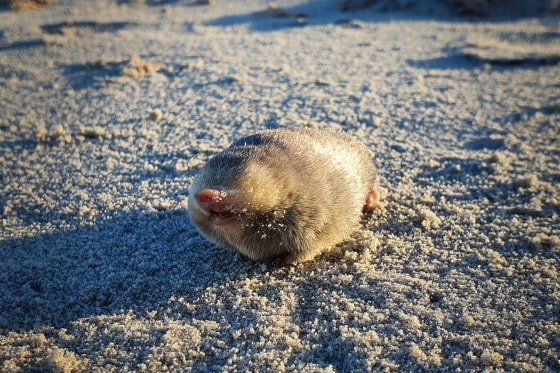 Endangered blind sand mole rediscovered in South Africa after 87 years