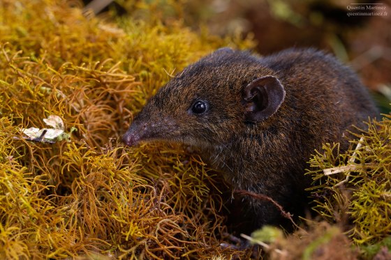 New species of soft-furred hedgehogs are discovered in Southeast Asia