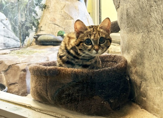 Gaia The Black-Footed Cat Comes to Utah Zoo