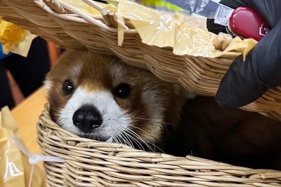 Red panda found in baggage of smuggling suspects at Thai airport