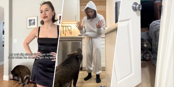 Pet Pig Throws Tantrum Like Teenager in Viral TikTok Video