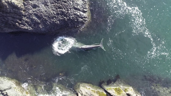Drone video of gray whales offers new insight into how they eat