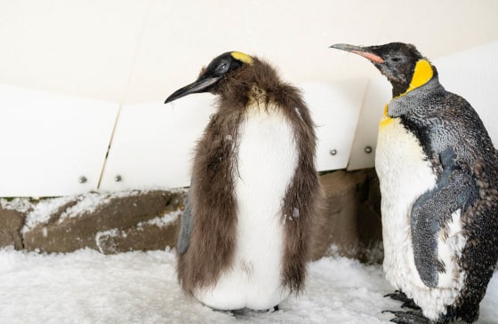 See Pesto the Viral Penguin Grow Up As He Sheds Baby Feathers in New Photos