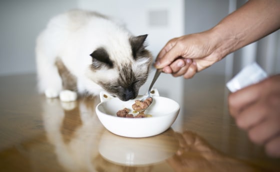 Cat Food Recalled After Cat Dies of Bird Flu