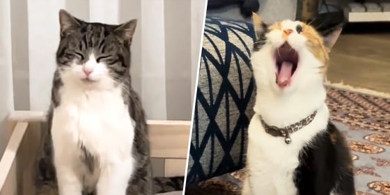 ‘Ramadan Cats’ Wake Up Sleepy and Confused for Suhoor
