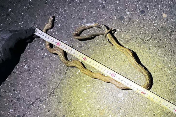 Snake on a train line: Reptile causes major delays in Japan