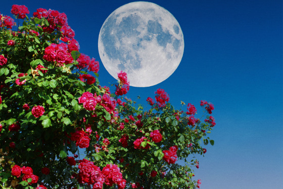 The 4 Zodiac Signs Most Affected By May's Full Moon In Scorpio