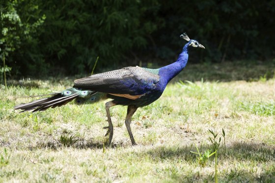 Dozens of peacocks and peahens believed stolen from California hotel