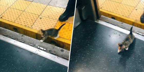 Kitten Adopted By Woman Who Found Her On New York Subway: EXCLUSIVE