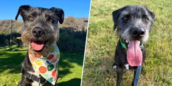 Woman Adopts Rescue That Looks Like Late Dog — and Has Same Name