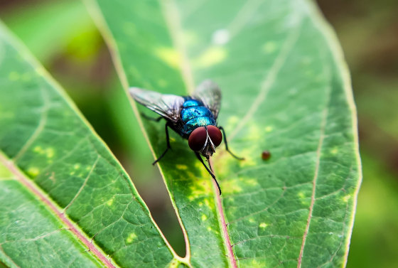 1st Human Case of Flesh-Eating Screwworm in Maryland: What Are the ...