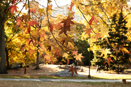 Leaf-peeping season hampered by drought: Fall foliage dropping sooner ...