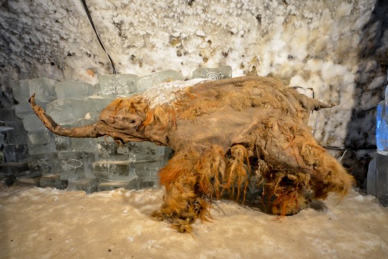 Ancient RNA offers a snapshot of a mammoth's life 39,000 years ago