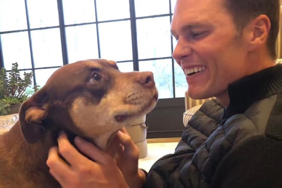 Tom Brady Cloned His Dog. Here's How Much it Cost — and How to Do It Yourself