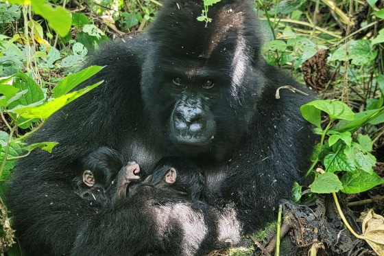 Birth of rare mountain gorilla twins recorded in Congo park