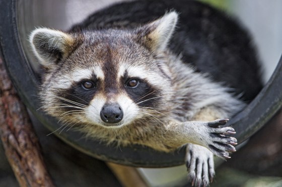 CDC pauses testing for rabies, Epstein-Barr, monkeypox and other viruses