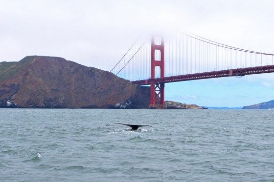 A new whale detection network launches in San Francisco Bay, alerting ...