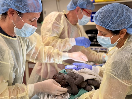 Baby gorilla born via rare C-section at Washington state zoo
