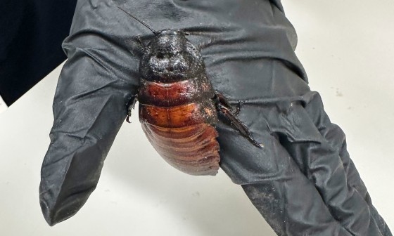 Australian cockroach kingpin caught with 100,000 illegal insects in ...