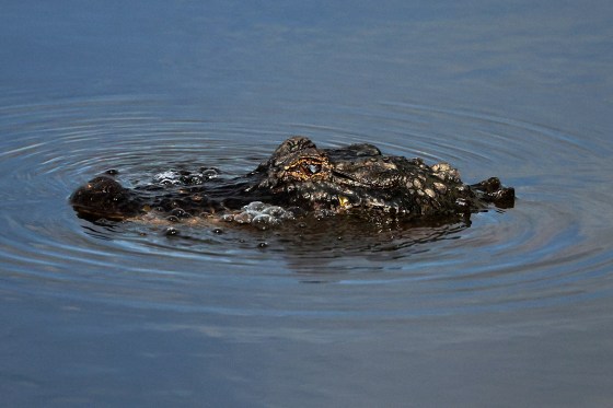 Man fleeing police attacked by alligator before continuing his getaway ...