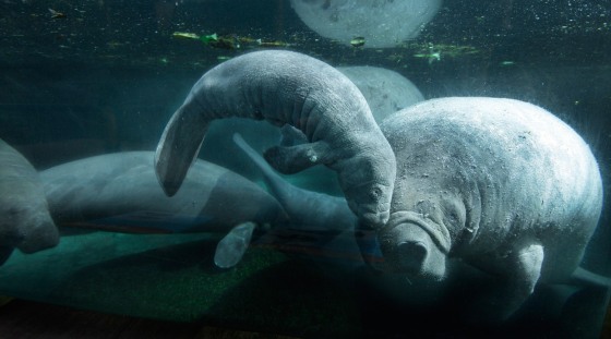 It's offspring No. 8 for Singapore Zoo's grandma manatee!