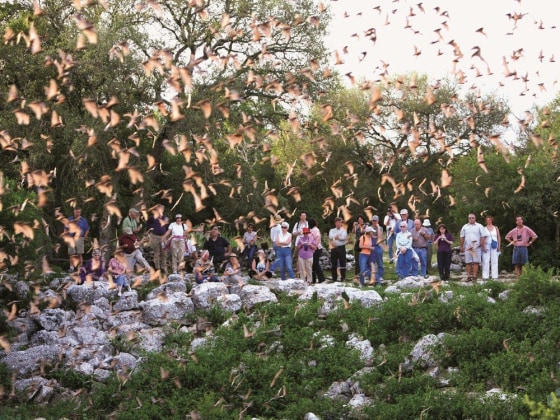 Holy bat cave! New tour puts millions of bats on display