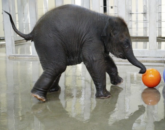 Baby elephant plays ball in Oklahoma