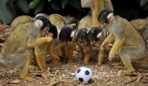 Goal! Monkeys play soccer at the London Zoo