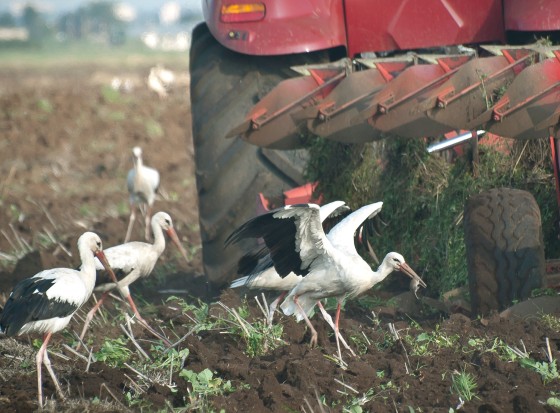 Stork goes rat hunting on a Romanian farm