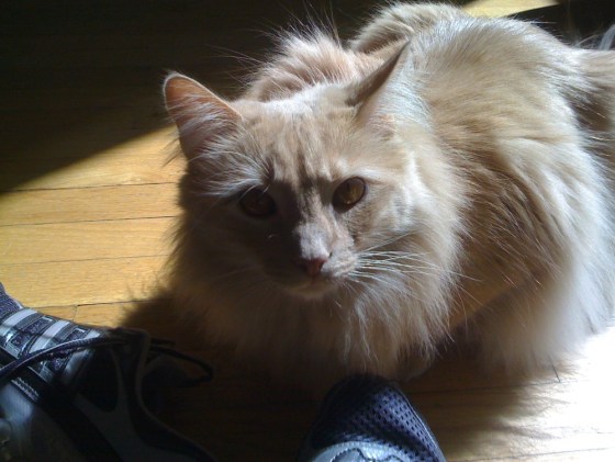 R.I.P. Jack the Cat