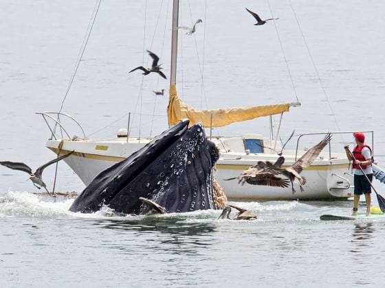Feeding humpback whales mesmerize onlookers