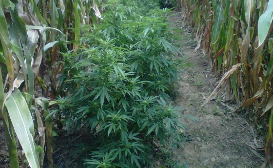 Drought makes green marijuana crops more visible for police