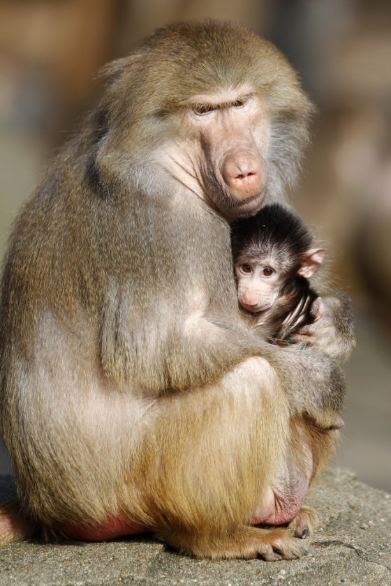 Baby baboon nurtured by its mother in Germany
