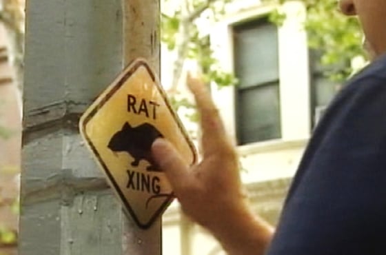 Fed up with rodent infestation, New York man hangs 'Rat Crossing' signs
