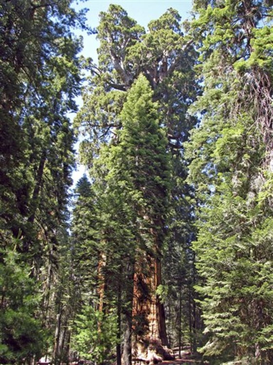 Sequoia Spruce Everything You Need To Know Before Visiting Sequoia