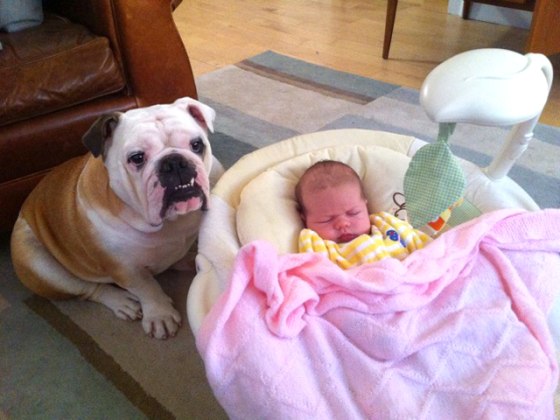 New baby, fat pet? Why pets get pudgy after baby arrives