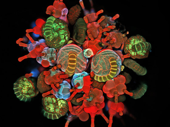 Beauty found under the microscope