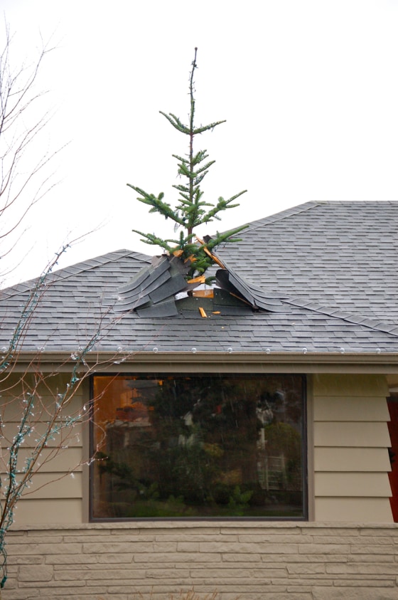Wreck the halls? Christmas tree grows through the roof