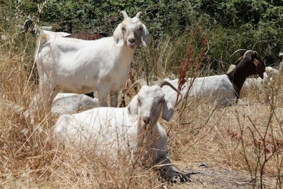 Goats are latest attraction at San Francisco airport