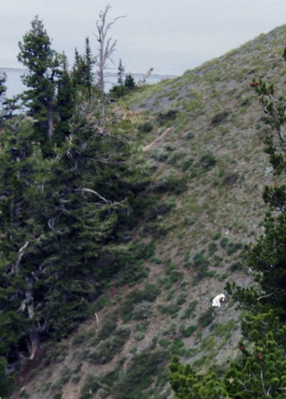 'Goat man' spotted in Utah mountains