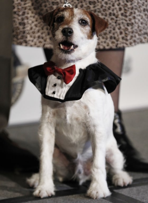 'The Artist's' Uggie to plant paws in concrete at Grauman's Chinese Theatre