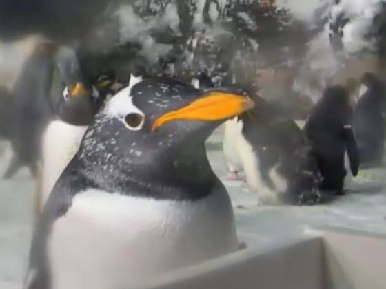 Warning: Live penguin webcam is highly addicting