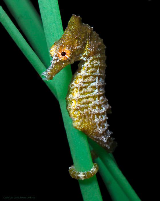 Smallest seahorse in US waters might get endangered protection