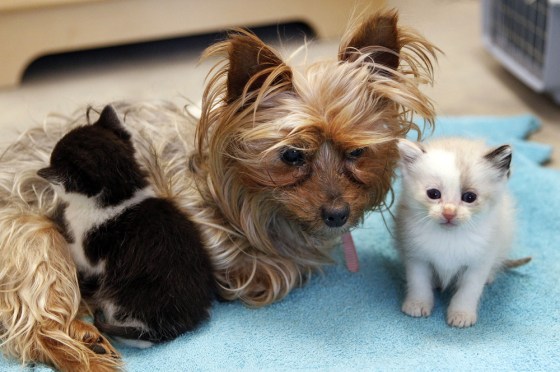 A mother's love: Yorkie adopts five kittens