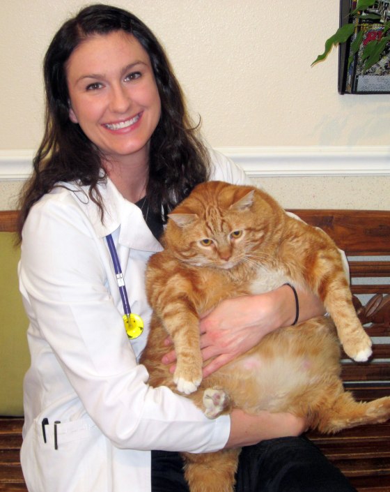 Skinny the obese cat slims down to 37 pounds (he was 41!)